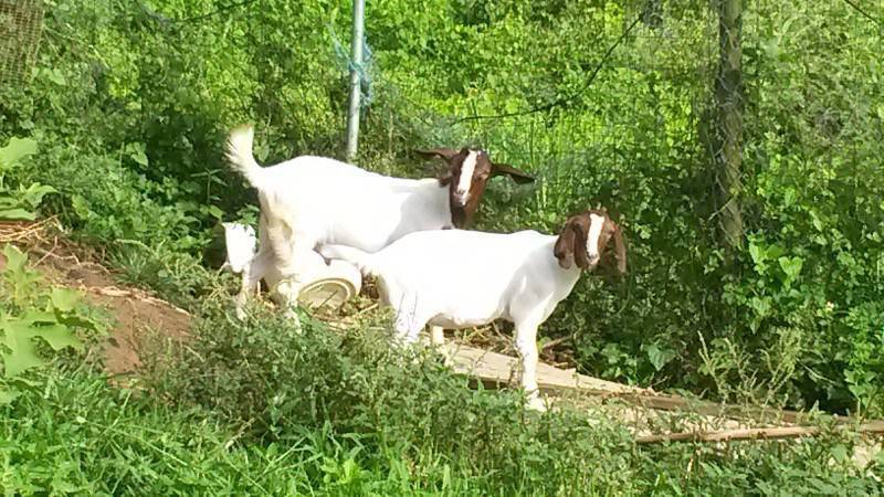 Cabri de race boer - Autres animaux Martinique • Cyphoma