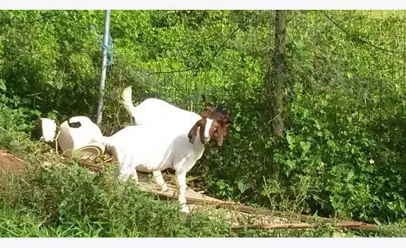 Cabri de race boer - Autres animaux Martinique • Cyphoma