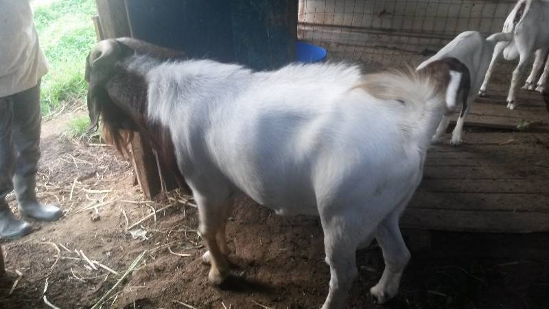 Cabri de race boer - Autres animaux Martinique • Cyphoma