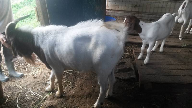 Cabri de race boer - Autres animaux Martinique • Cyphoma