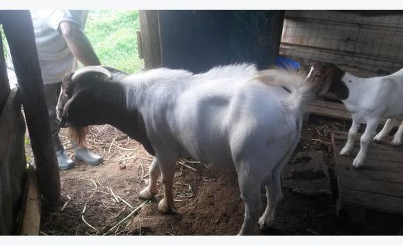 Cabri de race boer - Autres animaux Martinique • Cyphoma