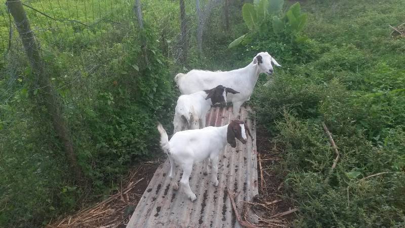 Cabri de race boer - Autres animaux Martinique • Cyphoma