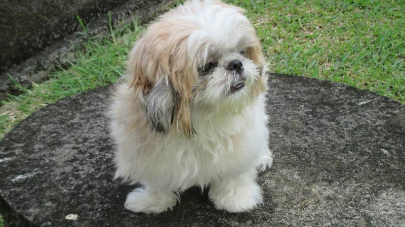 Chiots shih tzu pure race - Chien Martinique • Cyphoma