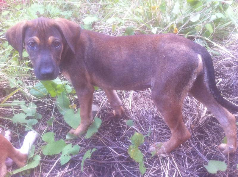 Female creole puppies - Dogs Saint Martin • Cyphoma