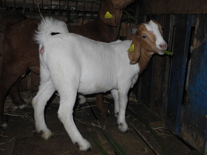Cabrit croisée - Autres animaux Martinique • Cyphoma