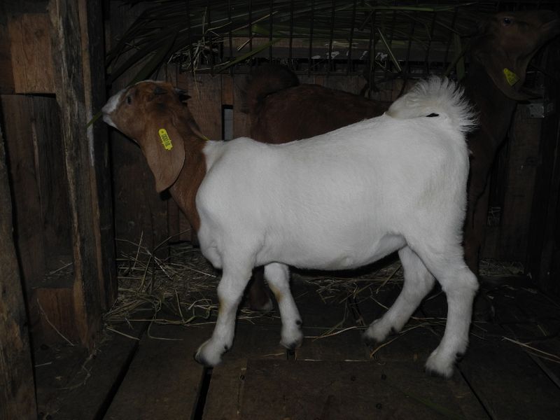 Cabrit croisée - Autres animaux Martinique • Cyphoma