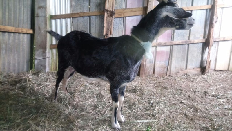 Cabri de race boer - Autres animaux Martinique • Cyphoma