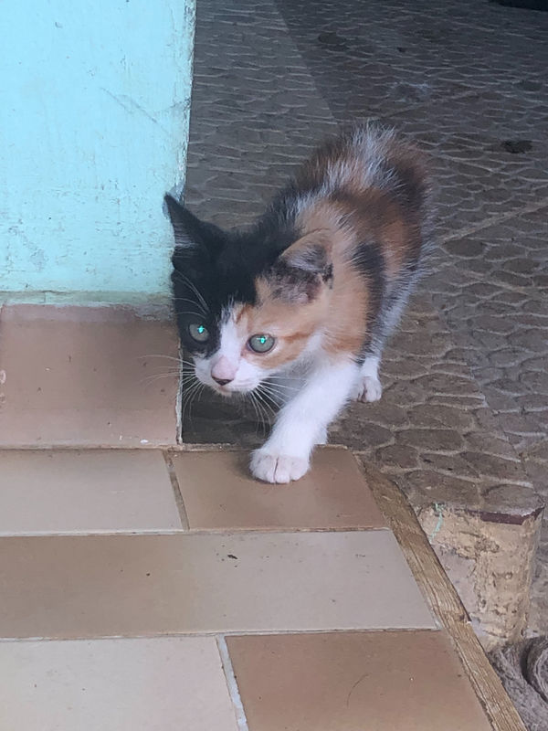 Donne 4 chatons - Chat Martinique • Cyphoma